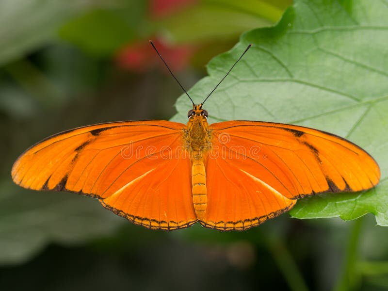 Large Orange Tropical Butterfly Showing Full Wingspan Stock Image ...