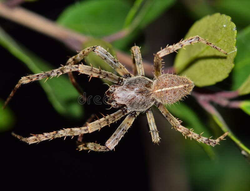 Large Orb Weaver Spider Web Night Stock Photos - Free & Royalty-Free ...