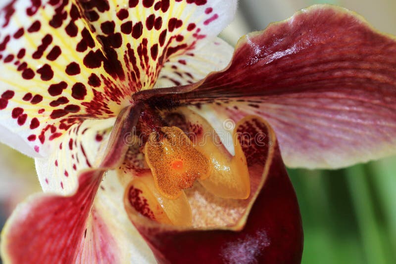 Large Orchid with Colorful and Beautiful Patterns. Stock Image - Image ...