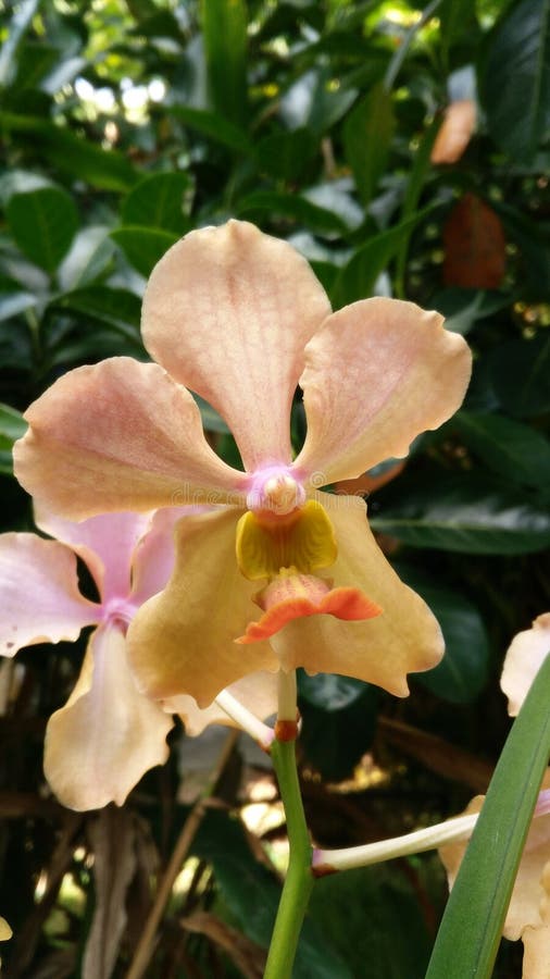 Large Orchids in a Tropical Garden Stock Image - Image of blooming ...