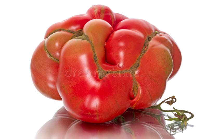 Large original tomato stock image. Image of color, large - 59298505
