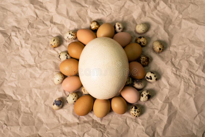 A Large Ostrich Egg and Many Chicken and Quail Eggs on Craft Paper ...