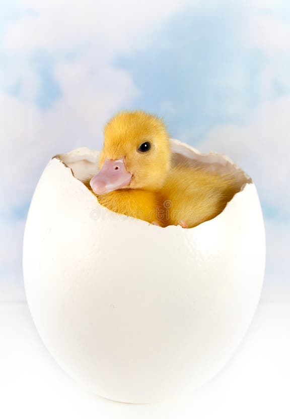 Ostrich Egg with Easter Duckling Stock Image - Image of hatching, tiny ...