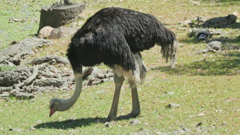 Large Ostrich Pecking at Grass in Enclosure Stock Footage - Video of ...