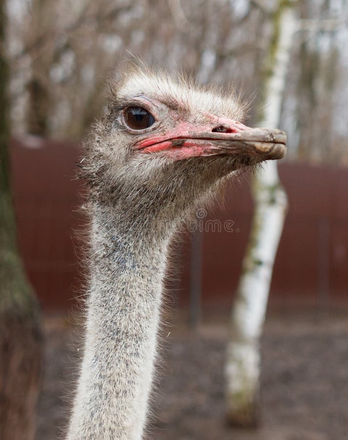 A Large Ostrich with a Red Beak and Red Eyes Stock Photo - Image of ...