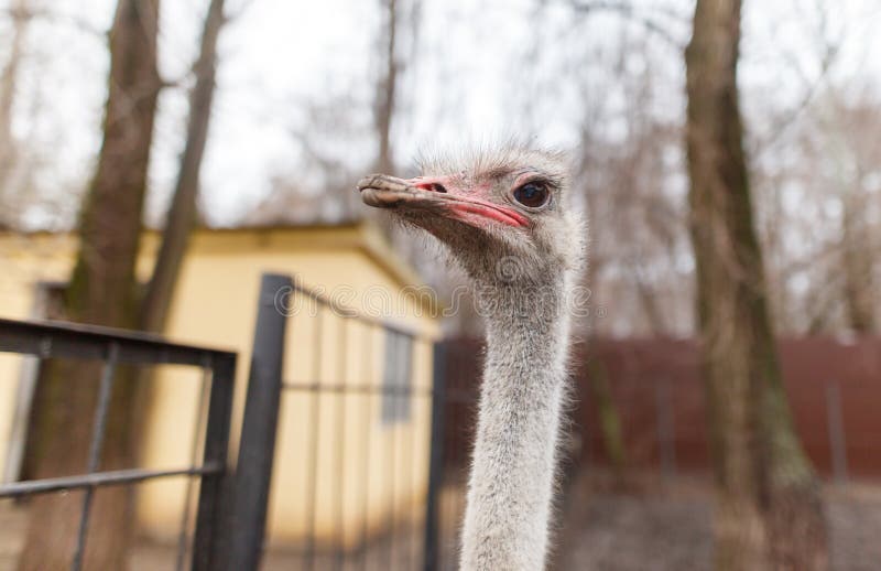 A Large Ostrich is Standing in Front of a Yellow Building Stock Image ...