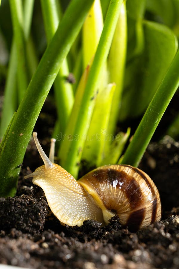 A Large Outdoors Snail Crawls on the Ground in the Grass and Looks To ...