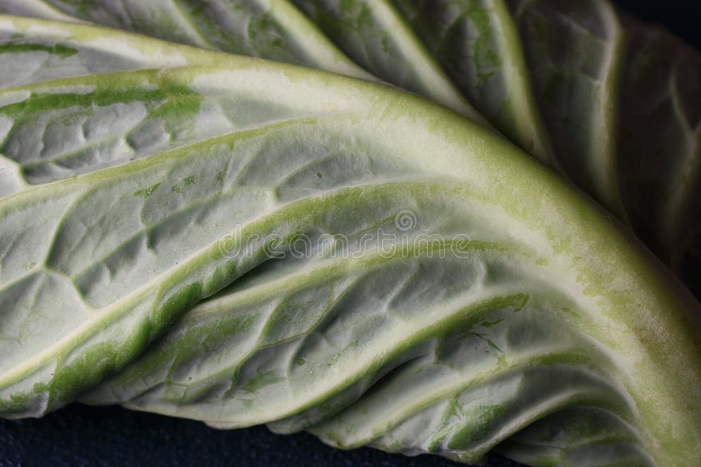 LARGE OUTER LEAF of a CABBAGE Stock Image - Image of outer, nature ...