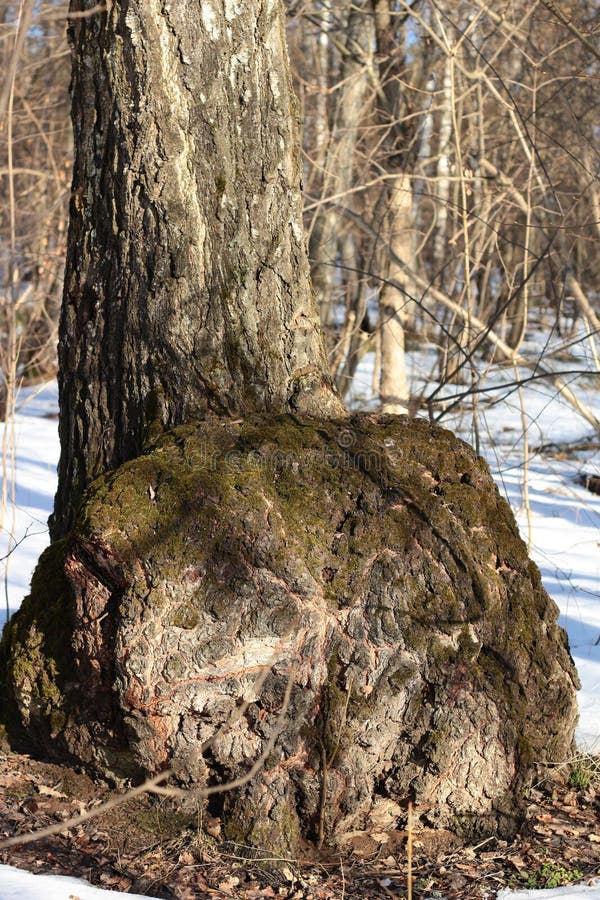 116 Phallic Tree Stock Photos - Free & Royalty-Free Stock Photos from ...