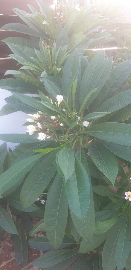 Large outside bush/tree stock photo. Image of outside - 162535478