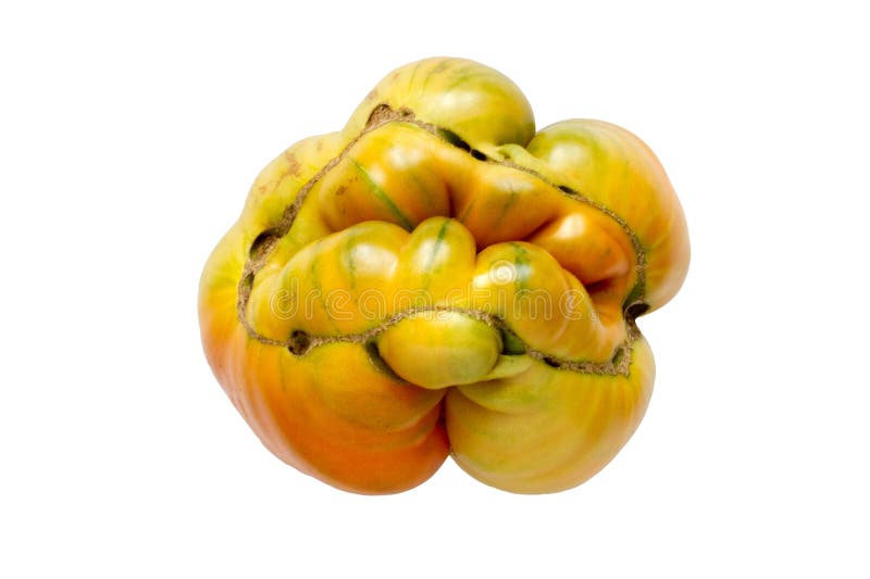 A Large Overgrown Tomato of an Unusual Shape. Stock Image - Image of ...