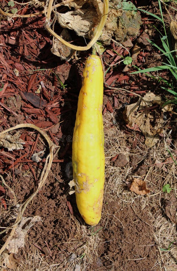 An Large Overripe Cucumber stock photo. Image of garden - 254591908