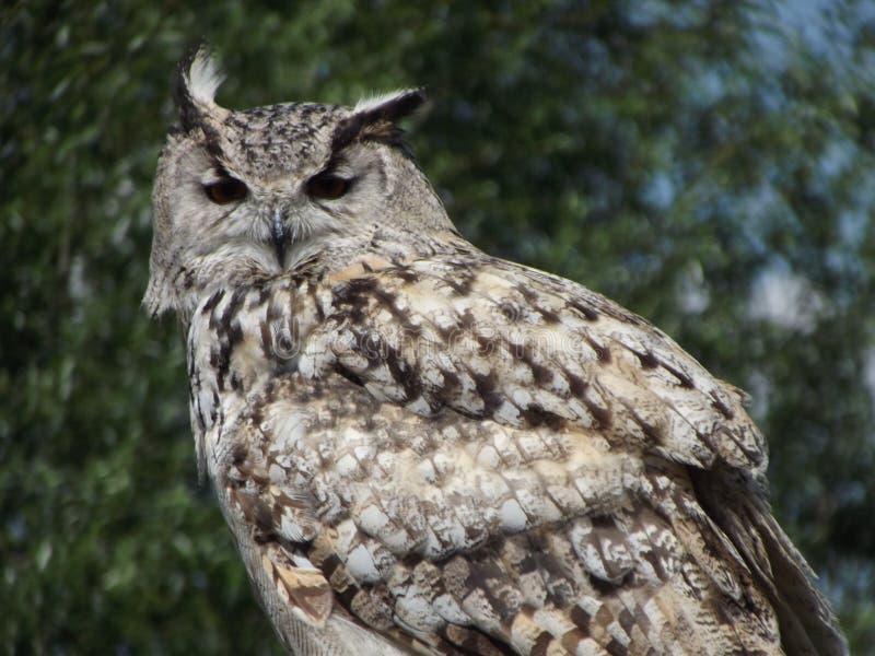 Large Owls stock photo. Image of american, large, owls - 93766972