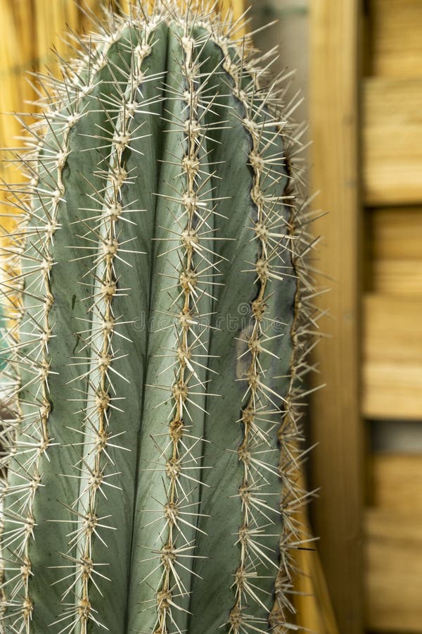 A Large Pachycereus Pringlei Cactus with Its Fine Sharp Tips with ...