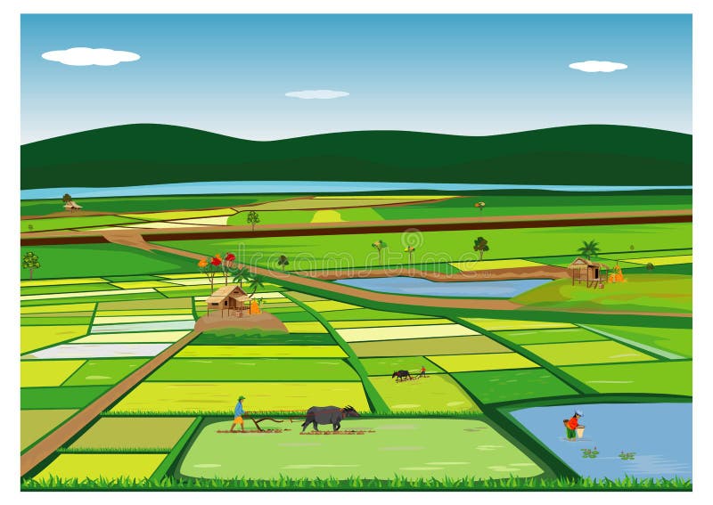 Large paddy field stock vector. Illustration of agriculture - 123046686