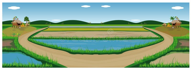 Large paddy field stock vector. Illustration of agriculture - 123046686