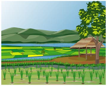 Paddy Field Stock Illustrations – 18,913 Paddy Field Stock ...
