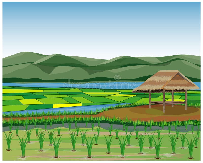 Large paddy field stock vector. Illustration of agriculture - 123046686