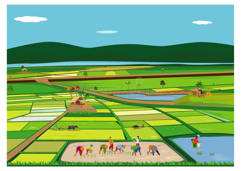 Paddy field stock illustration. Illustration of field - 75657950
