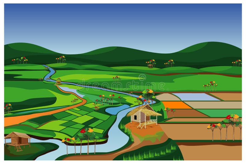 Large paddy field stock vector. Illustration of agriculture - 123046686