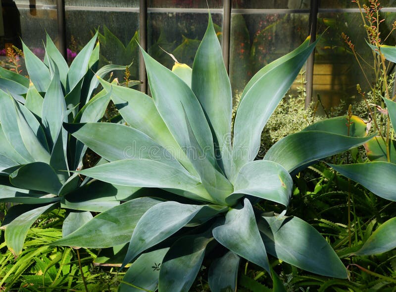 Large Pale Green Cactus of Century Plant Nova Stock Image - Image of ...