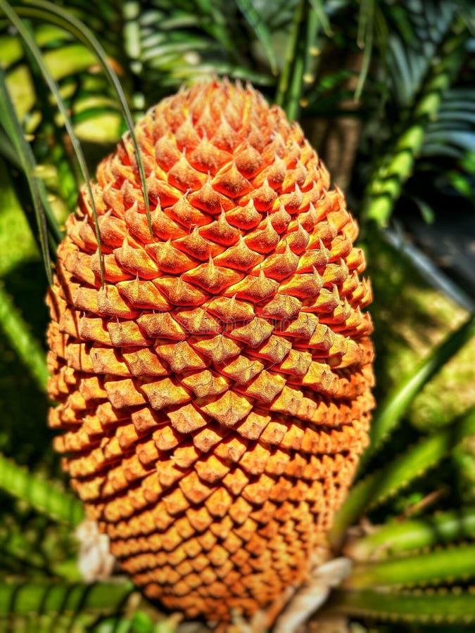 Large Palm Cone with Green Leaves Background Stock Photo - Image of ...
