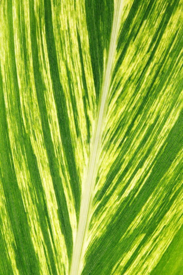 Large palm frond leaf stock photo. Image of background - 54001056