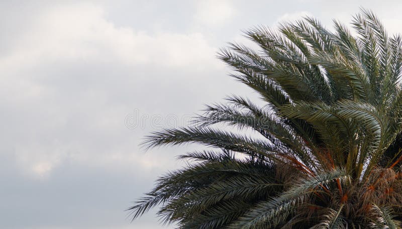 A Large Palm Tree Close-up on the Edge of the Image with Free Space for ...
