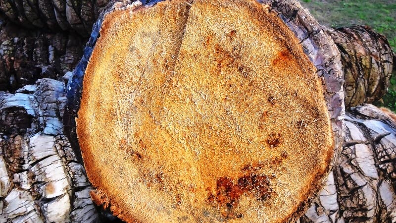 Large Palm Tree Log in the Foreground Stock Photo - Image of brown ...