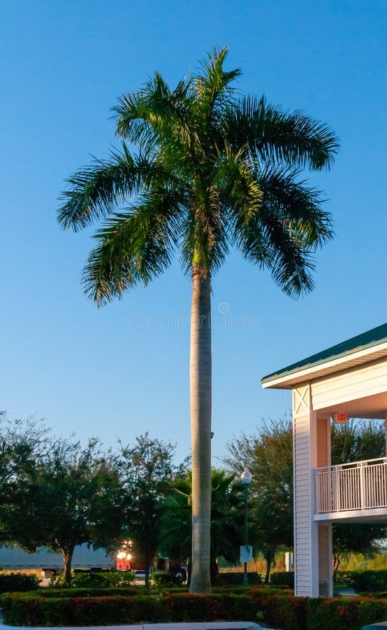 Large Palm Tree with a Smooth Trunk Near the House, Florida Stock Image ...