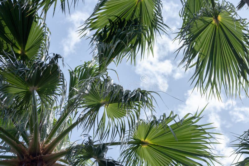 Large Palm Tree from a Worm S-eye View Stock Photo - Image of tropical ...