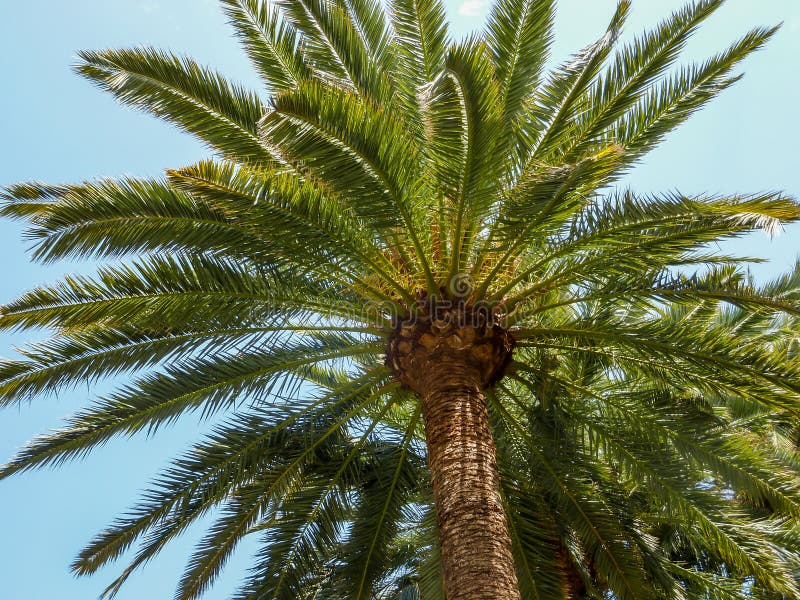 Large Palm Tree from a Worm S-eye View Stock Image - Image of outdoors ...