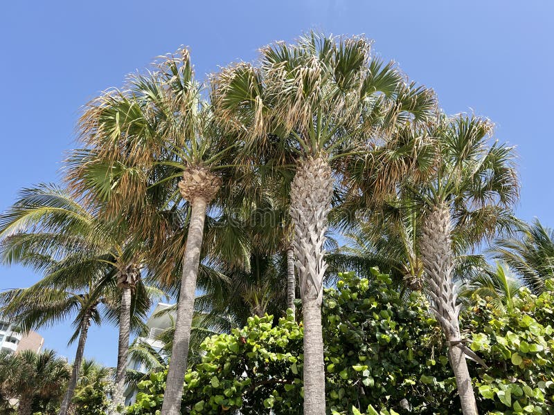 Palm Trees stock photo. Image of palms, sunny, leaves - 253441440