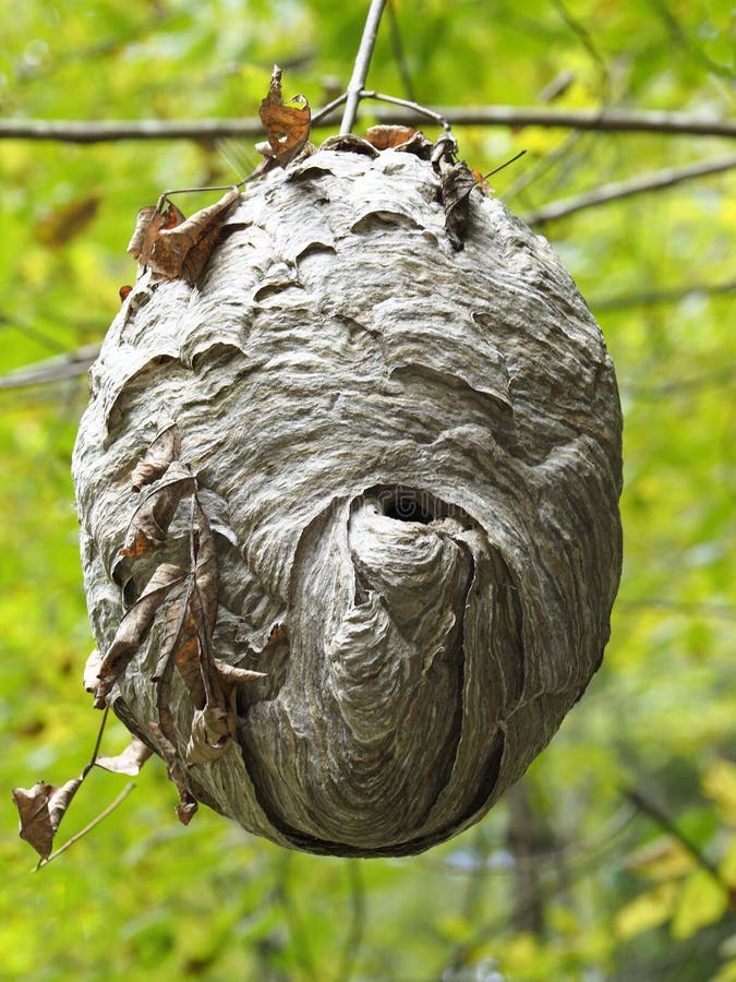 A Large Paper Nest of a Colony of Bald Faced Hornets Hanging from a ...