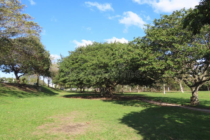 Large Park with Lots of Vegetation, Grass, Tall Trees and Shadows Stock ...