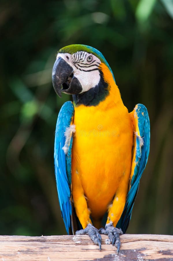 Large parrot stock photo. Image of blue, yellow, animal - 323567414