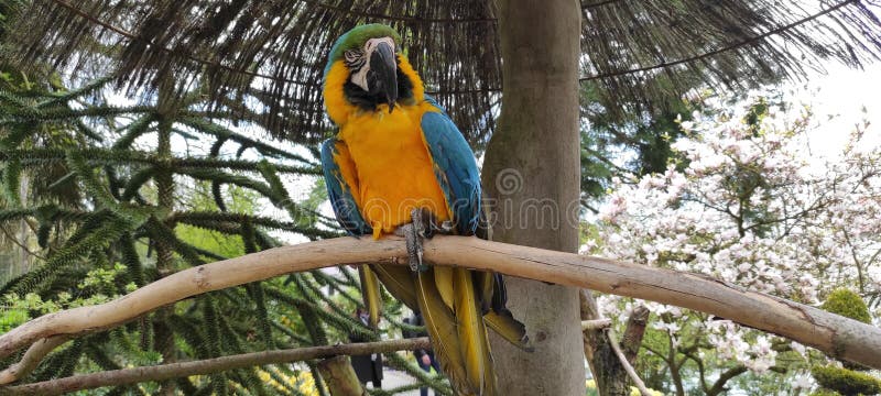 Large Parrot Macaw Sitting on a Tree in the Zoo Stock Photo - Image of ...