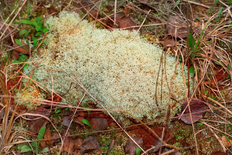 Lichen on the Ground in the Woods. Stock Photo - Image of forest ...