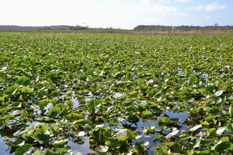 Large Patch of Spatterdock (Nuphar Advena) Growing Along the Shore ...