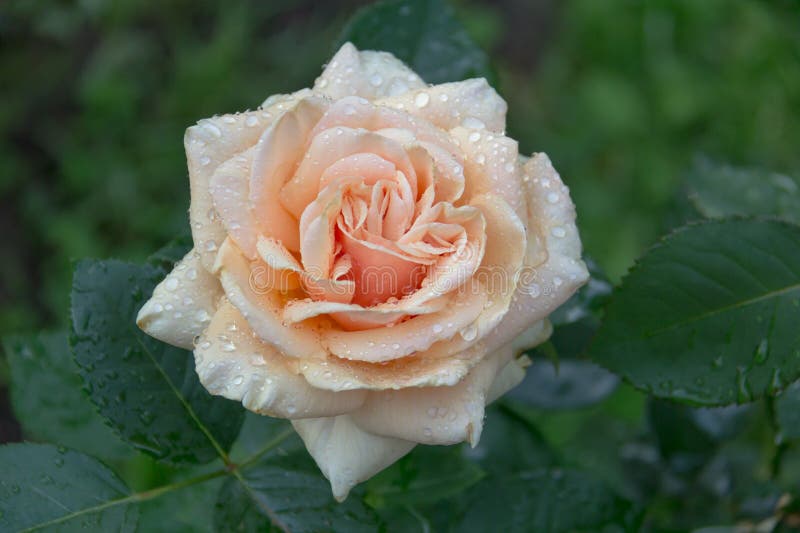 Large Peach-colored Rose on the Background of Its Leaves Stock Image ...