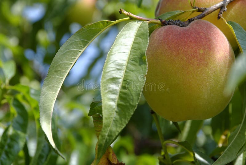 Large peach in leaves stock image. Image of tasty, background - 183856083