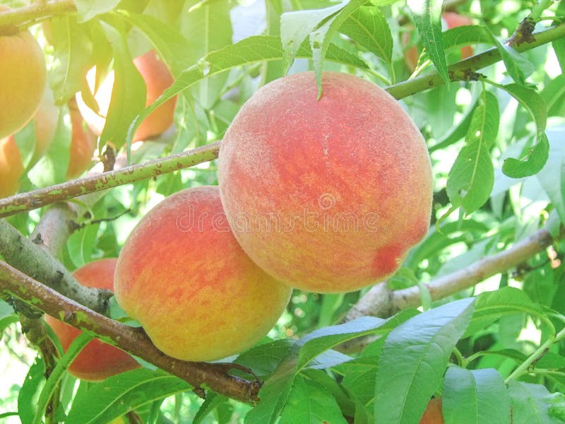 Peaches on a branch. stock photo. Image of golden, fruit - 7654384