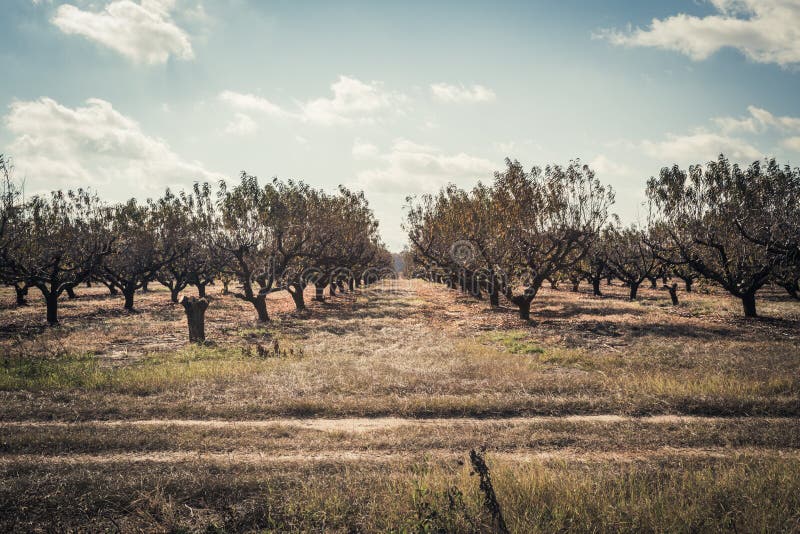 Large Pecan Tree Field on a Bright Sunny Day Stock Image - Image of ...