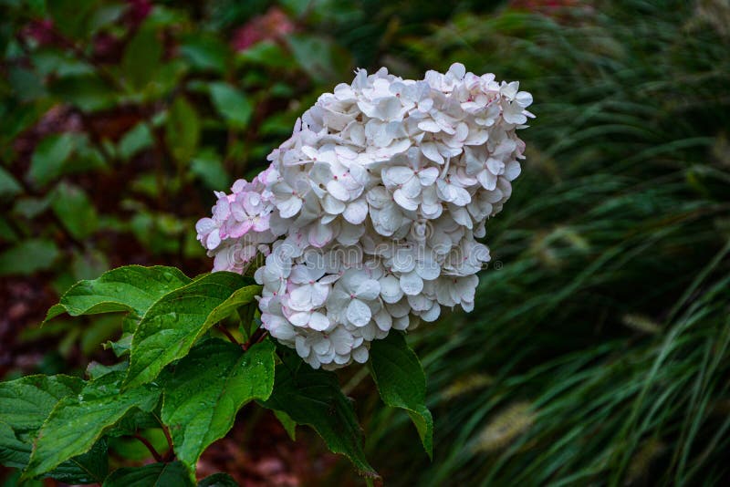 A Large Peegee Hydrangea Hydrangea Paniculata Grandiflora Stock Image ...