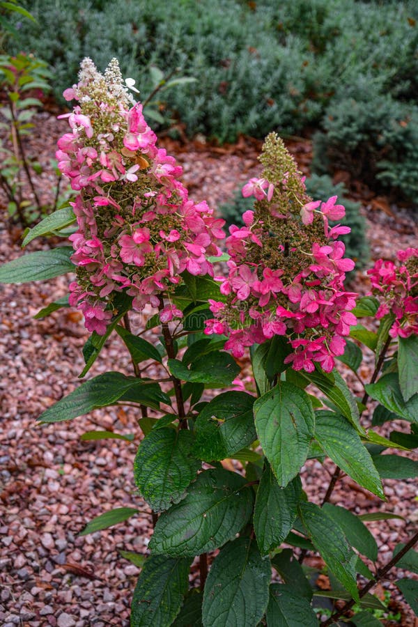 A Large Peegee Hydrangea Hydrangea Paniculata Grandiflora Stock Photo ...