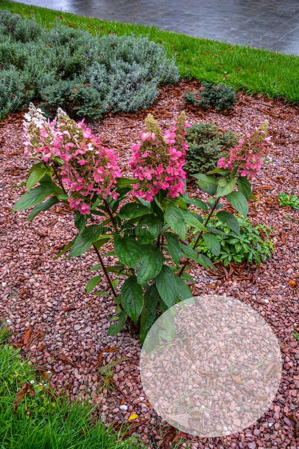 A Large Peegee Hydrangea Hydrangea Paniculata Grandiflora Stock Image ...