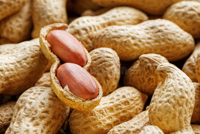 Large Peeled Peanuts Close-up of Beans in the Shell. Unpeeled Peanuts ...