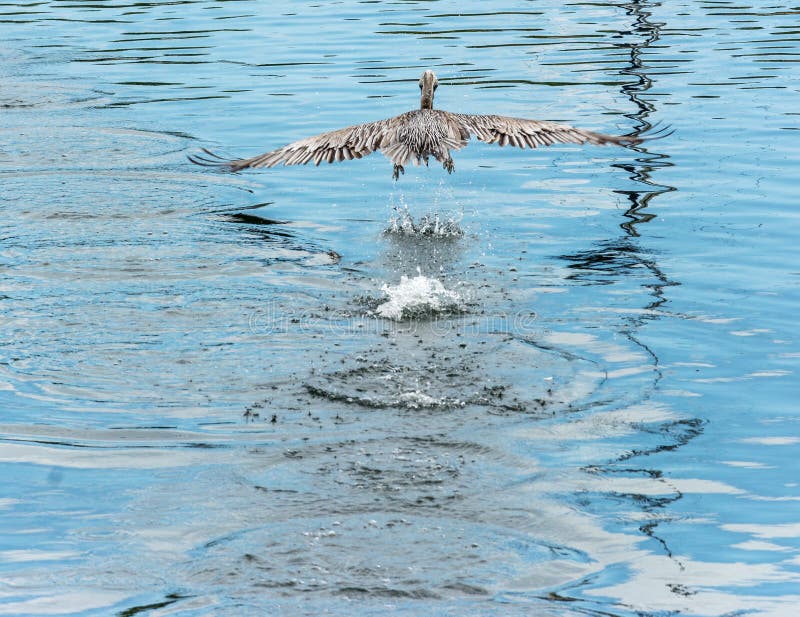 Large Pelican Bird Flying Over Water Stock Photo - Image of nature ...