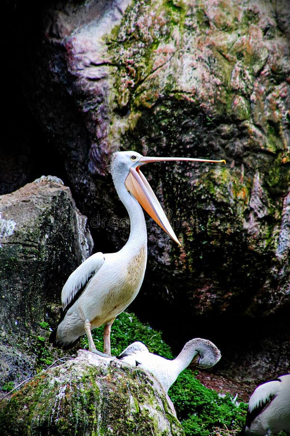 A Large Pelican Opens Its Beak Stock Photo - Image of beak, plant ...