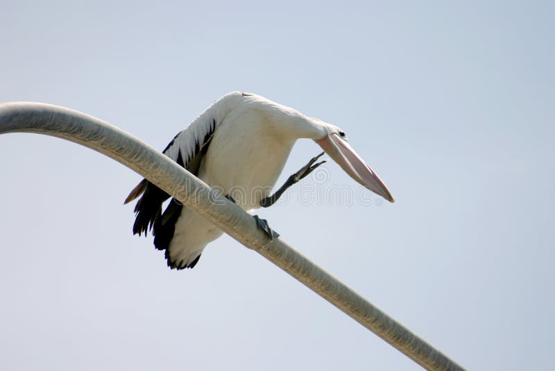 Pelican Preening stock photo. Image of fish, pelecanidae - 29927198